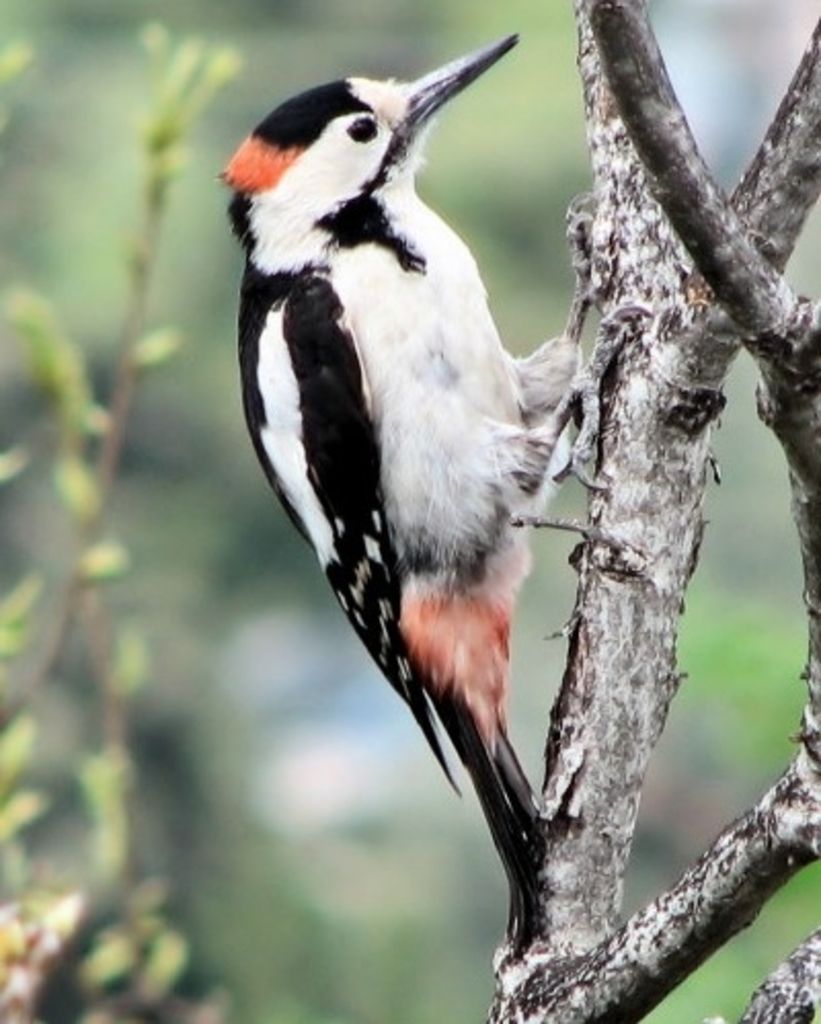 Syrian Woodpecker (Birds of Serbia - guide - old) · iNaturalist