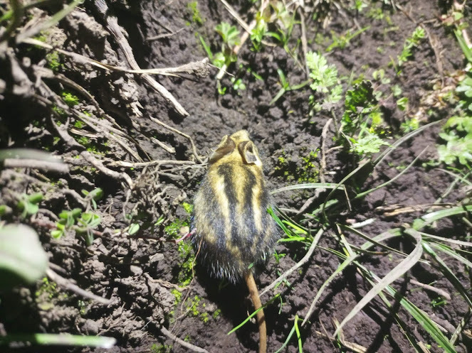 Lovat's climbing mouse from Bale, Ethiopia on May 3, 2022 at 10:21 PM ...