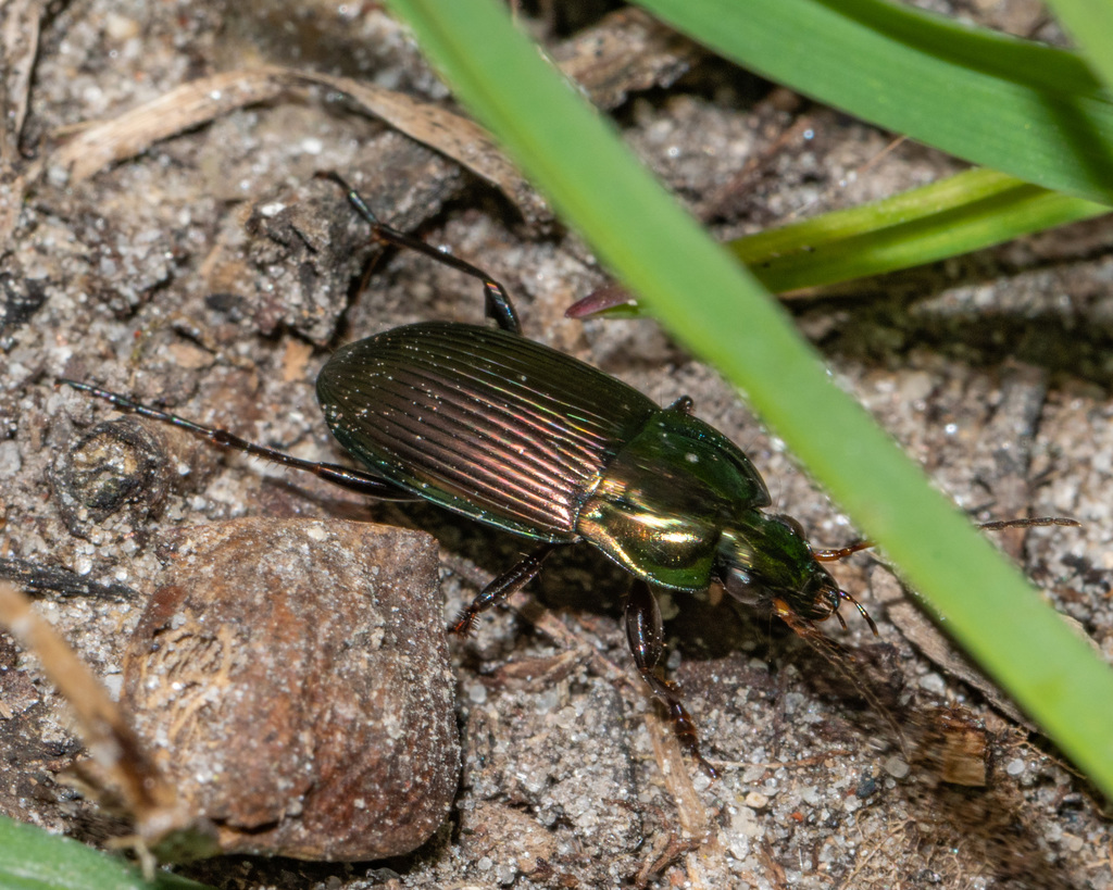 Poecilus from Brampton, ON, Canada on May 10, 2022 at 02:10 PM by ...