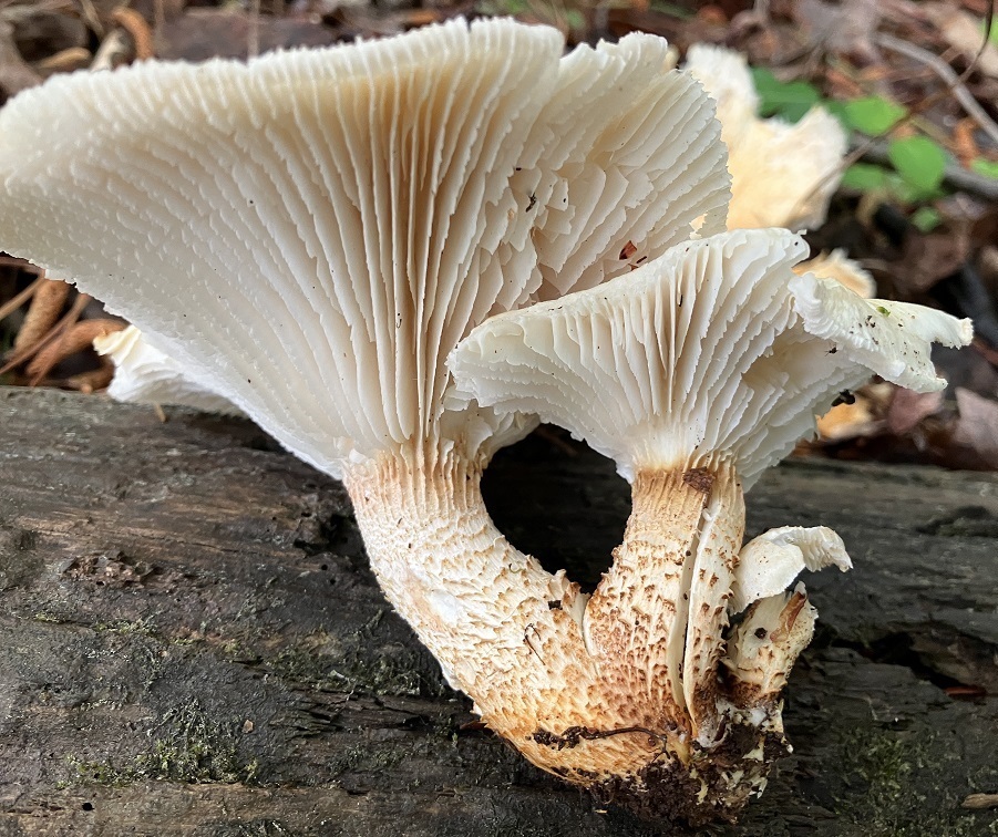 Trainwrecker (Mushrooms and lichens Of Montana) · iNaturalist