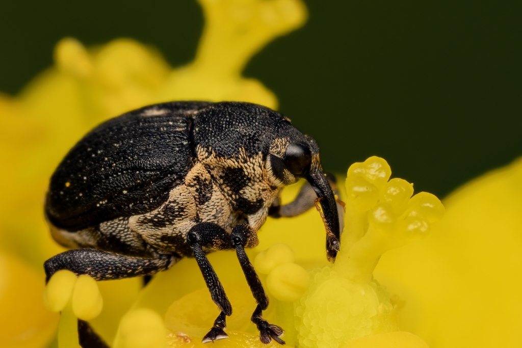 Iris weevil from Botanischer Garten der Universität Zürich on May 7 ...