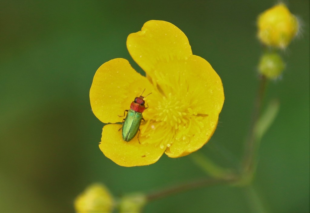 Anthaxia nitidula from Schengen, Luxemburg on May 10, 2022 at 02:02 PM ...
