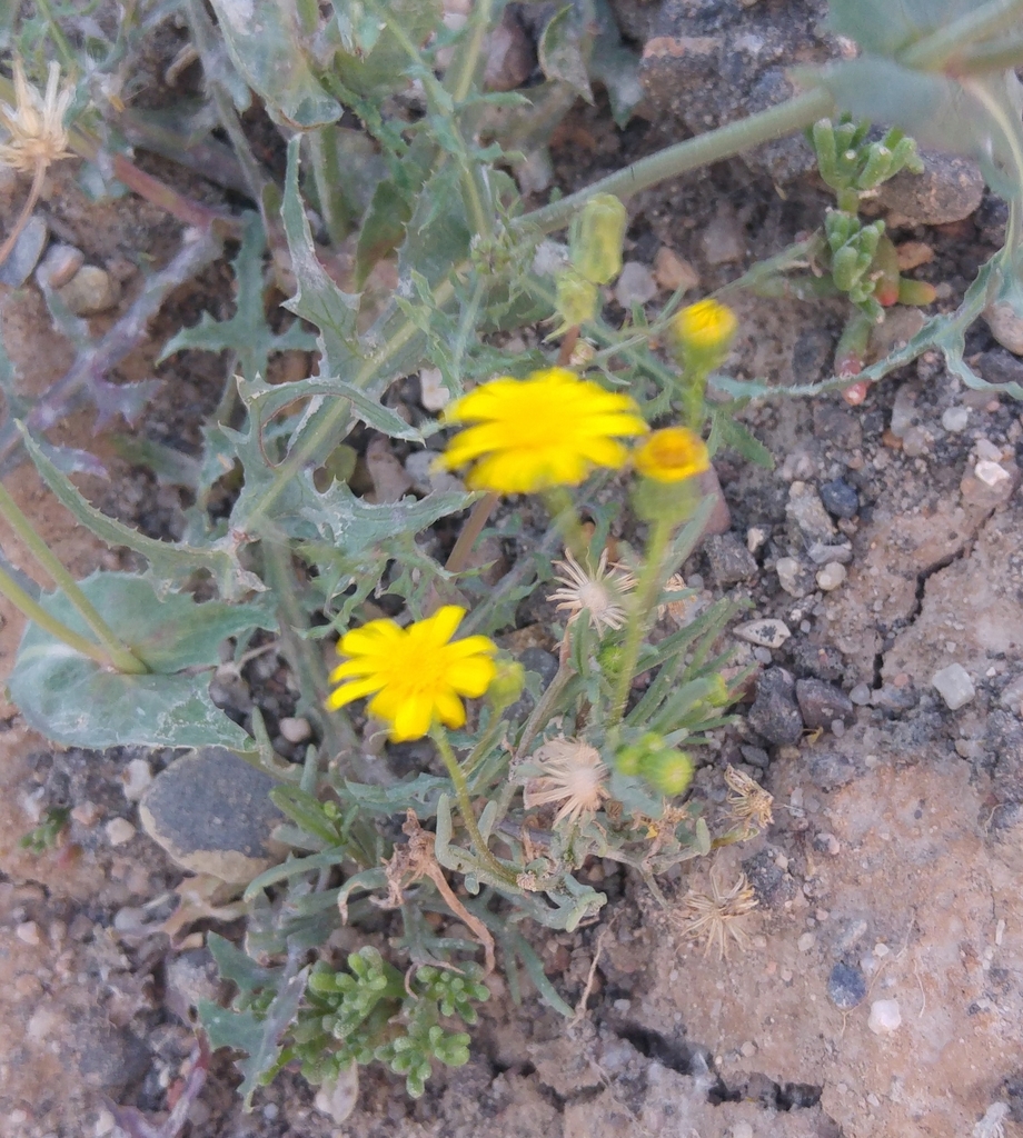 sunflowers, daisies, asters, and allies from منطقة الصبخ - حي بغداد ...
