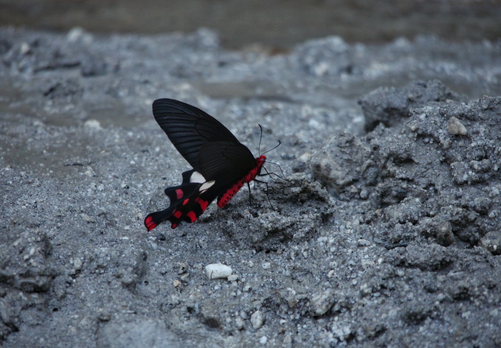 Common Windmill from 中国西藏自治区林芝市墨脱县 on July 19, 2019 at 08:27 AM by 通通 ...