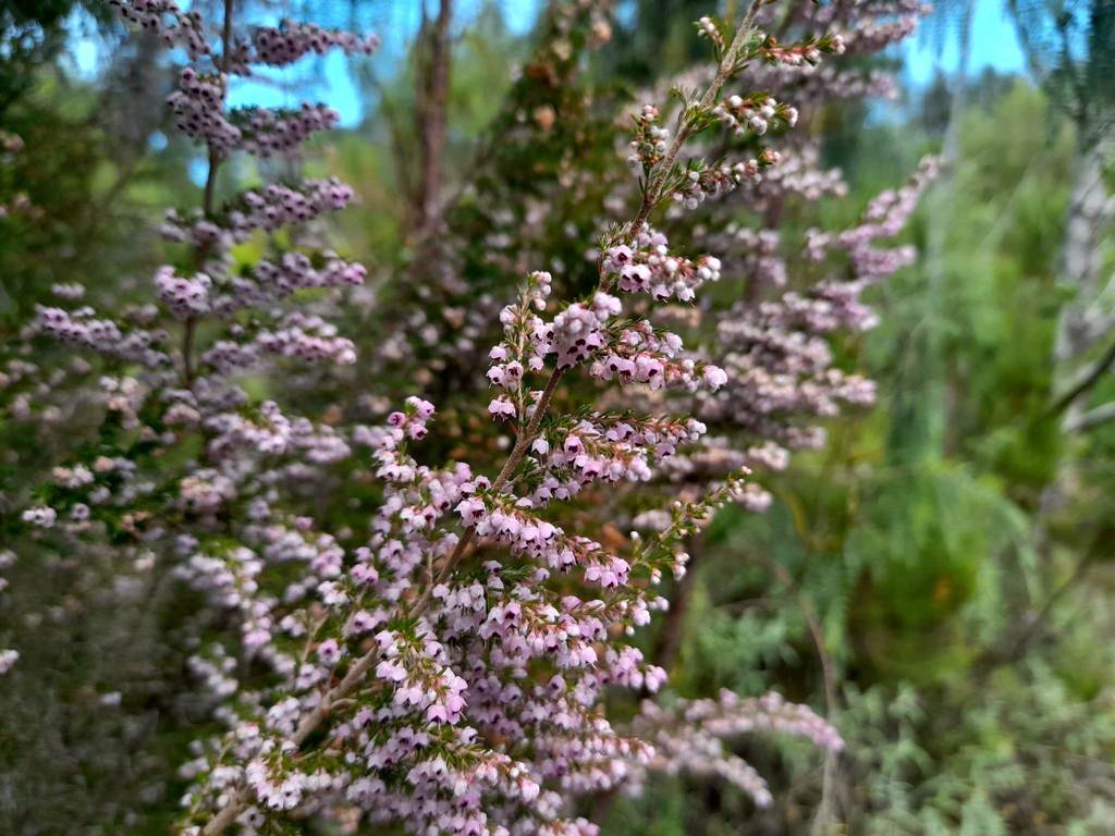 Erica canaliculata canaliculata from Tsitsikamma, Cacadu, Eastern Cape ...