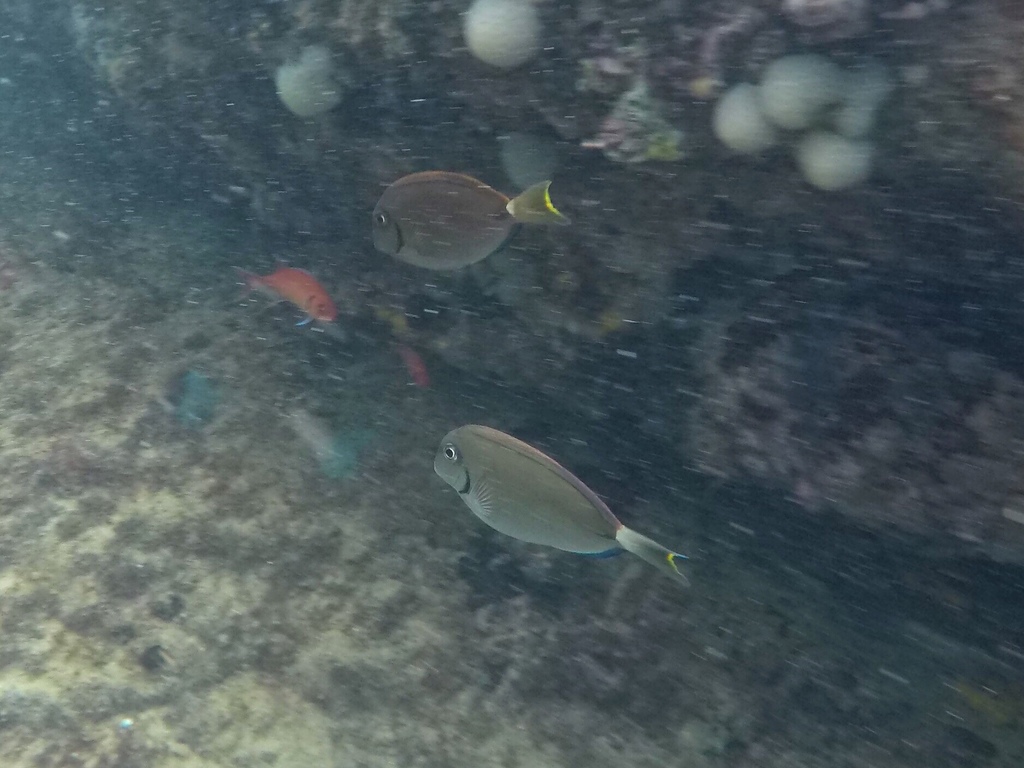 Brazilian Ocean Surgeonfish (Acanthurus bahianus) - Marine Life ...