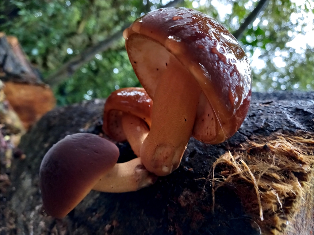 Cyclocybe parasitica from Dunedin North, Dunedin, New Zealand on May 10 ...