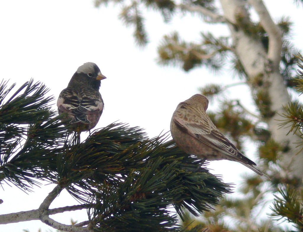 Black Rosy-Finch in January 2008 by docprt · iNaturalist