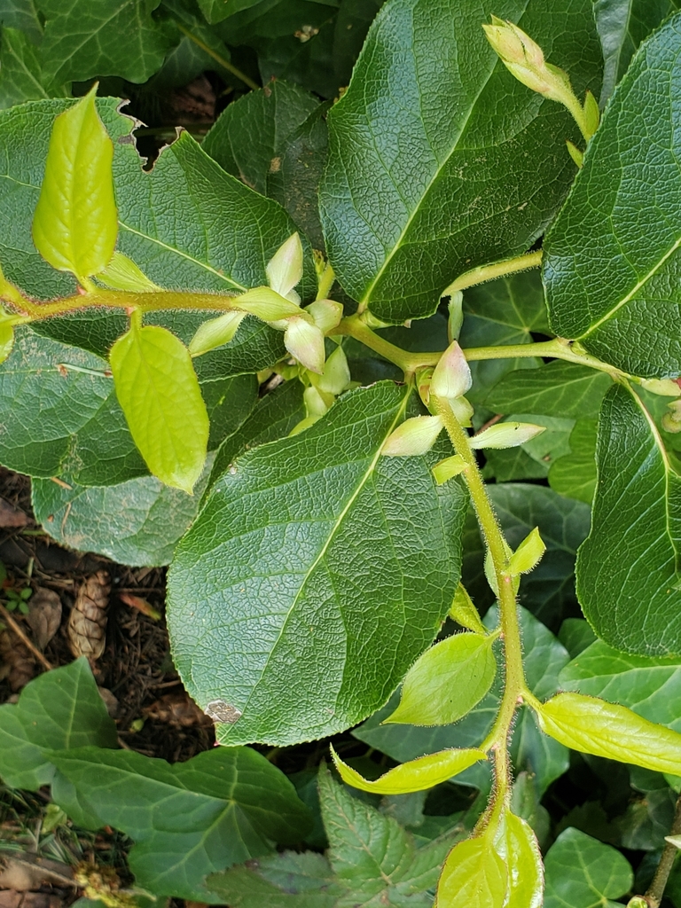 salal from Seattle, WA 98110, USA on May 10, 2022 at 01:11 PM by Manda ...