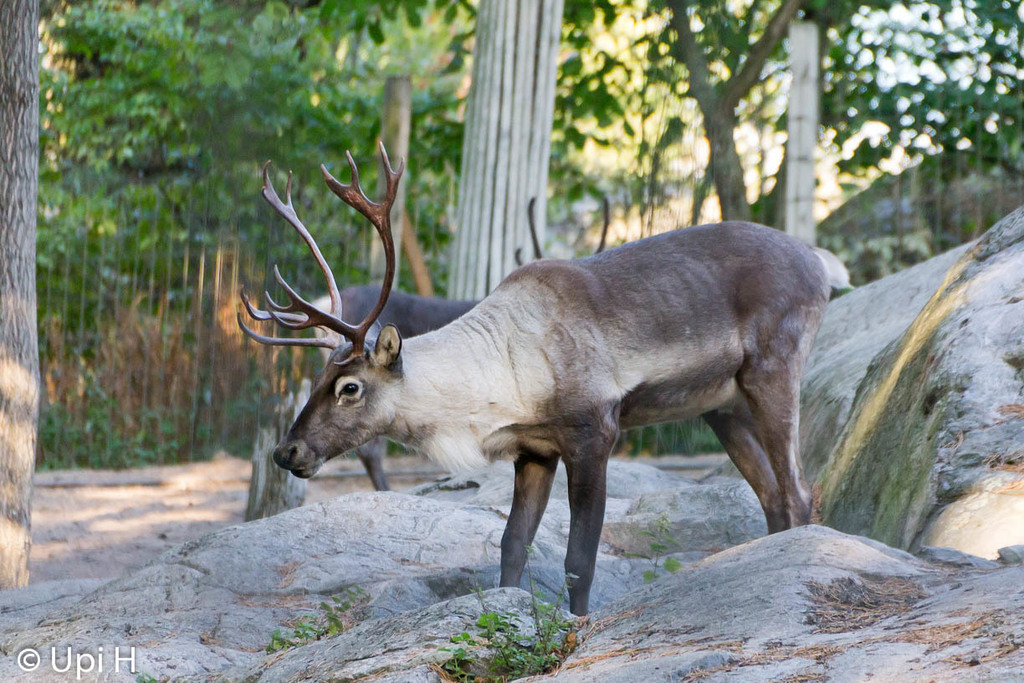 Wild Forest Reindeer (Rangifer tarandus fennicus) - Know Your Mammals