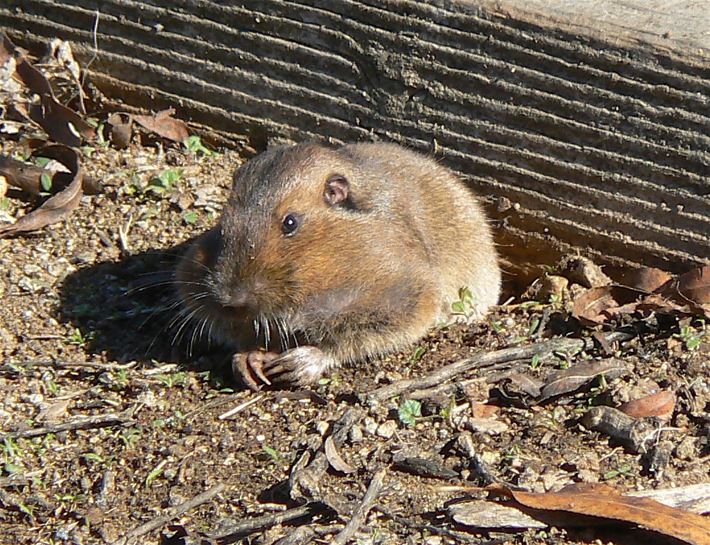Botta's Pocket Gopher from 12660 Lindo Ln, Lakeside, CA 92040, USA on ...