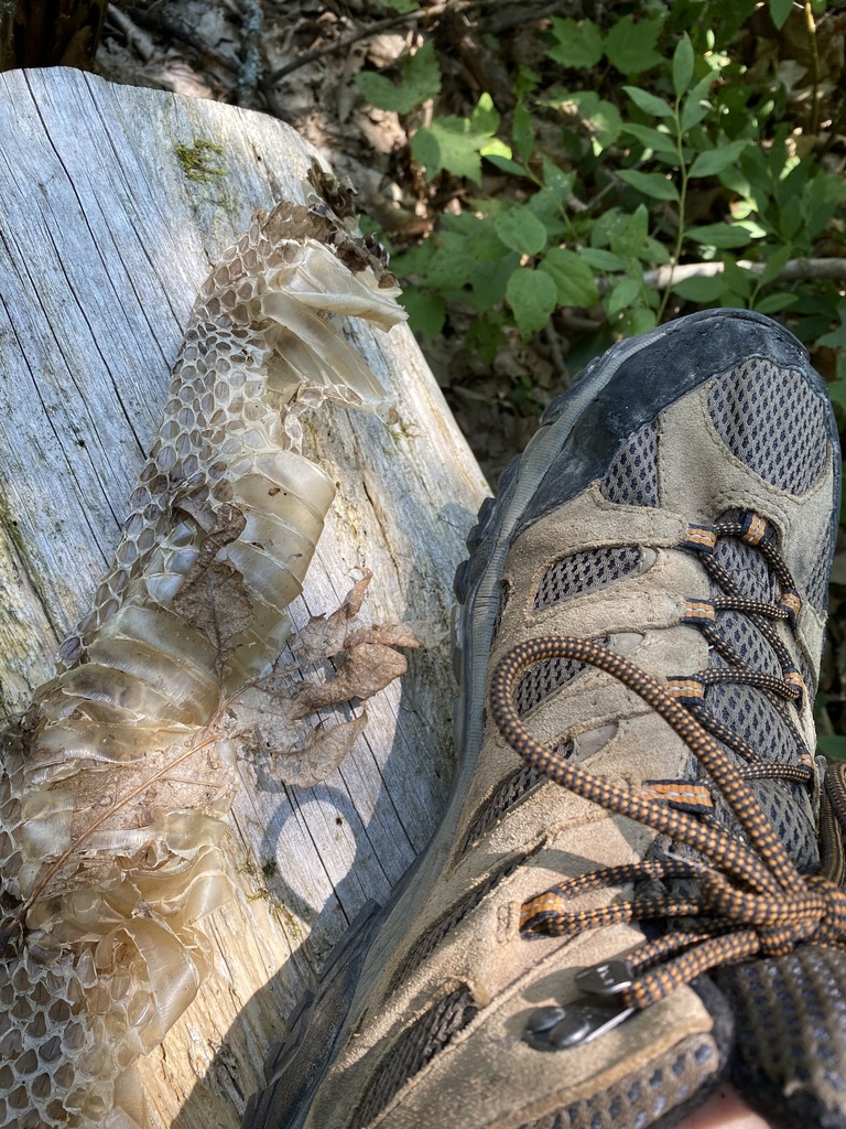 Timber Rattlesnake in August 2021 by cctoot5686. Timber rattler skin ...