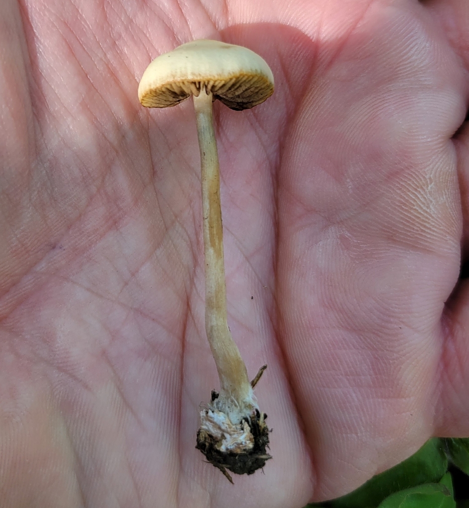 Psychedelic Ovoid Mushroom in May 2022 by Luke Smithson · iNaturalist