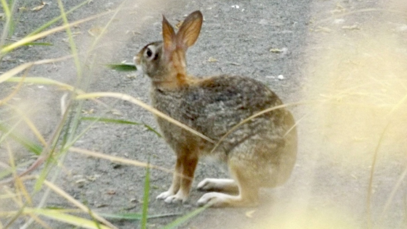 Sylvilagus cunicularius (Waterhouse, 1848)