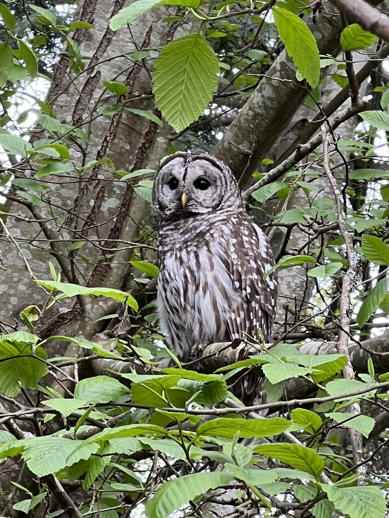 Barred Owl from Logans Run, Nanaimo, BC, CA on May 10, 2022 at 02:16 PM ...