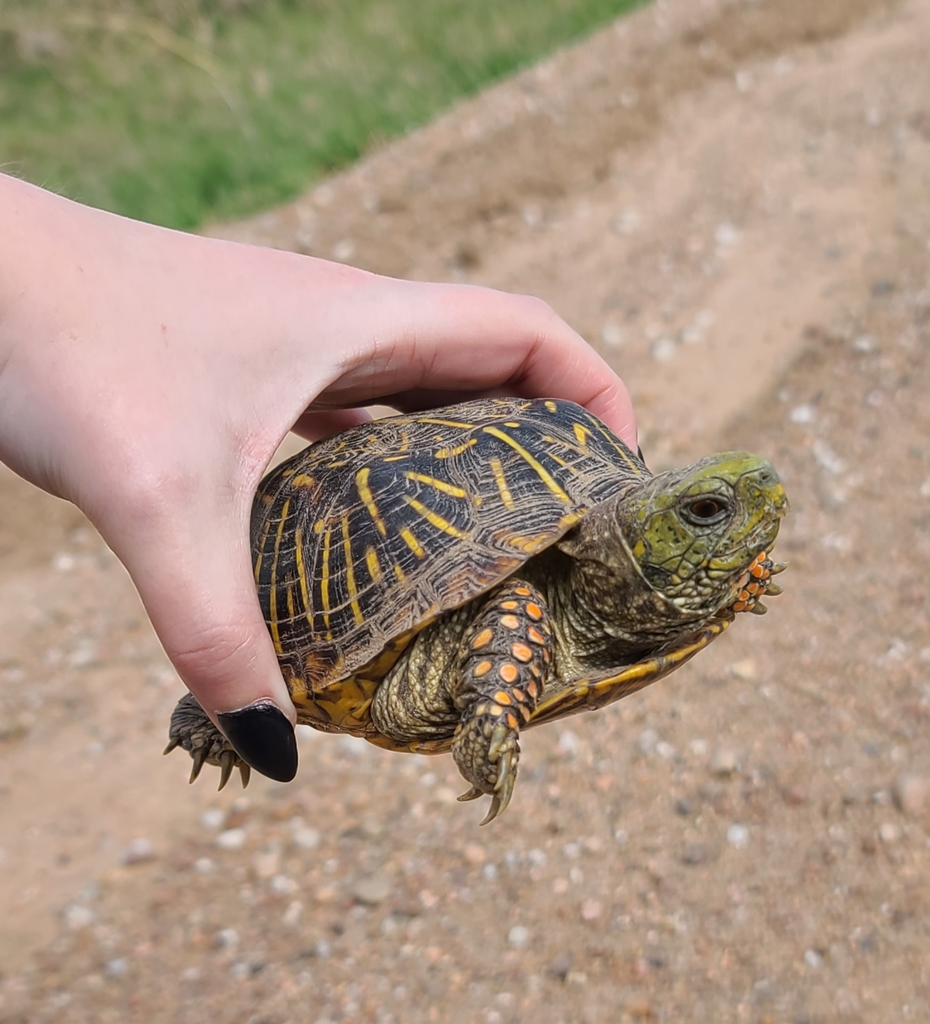Ornate Box Turtle from Great Bend, KS 67530, USA on May 8, 2022 at 11: ...