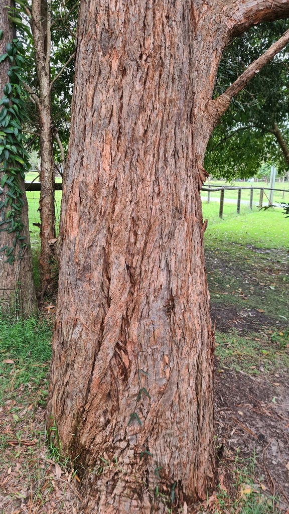 Swamp Mahogany in May 2022 by jjungfels · iNaturalist