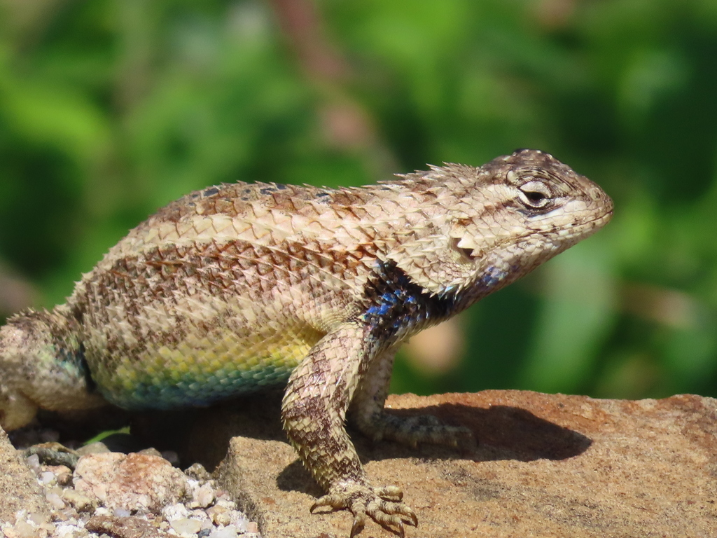 Eastern Spiny Lizard from Monte Albán, Oax., Mexico on May 05, 2022 at ...