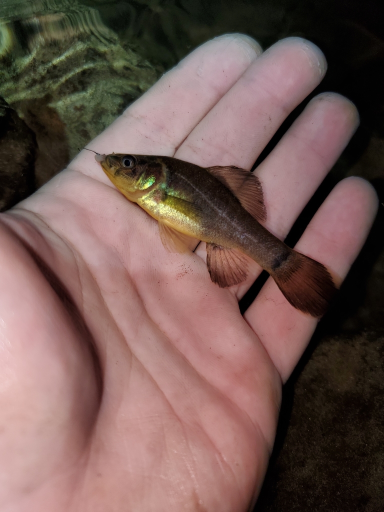 Yellowbelly Pirate Perch from Millville, NJ 08332, USA on April 3, 2022 ...