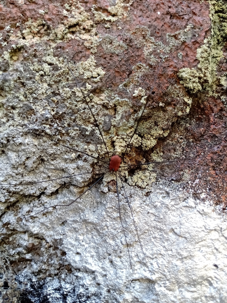 Leiobunum from Distrito Federal, MX on May 10, 2022 at 12:02 PM by ceci ...