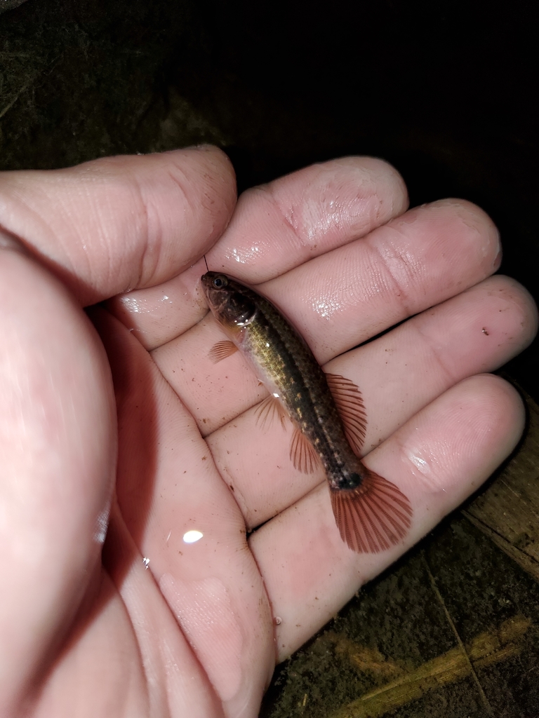 Eastern Mudminnow in March 2022 by Drew. Hundreds of them · iNaturalist