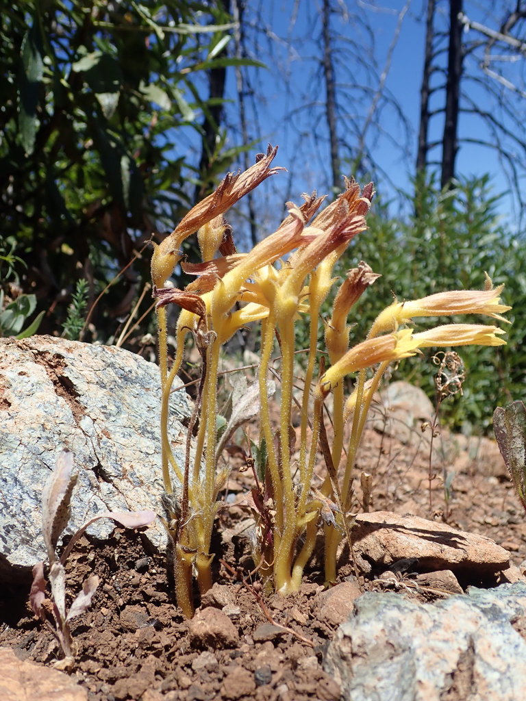 yellow clustered broomrape from Lake County, US-CA, US on June 10, 2018 ...