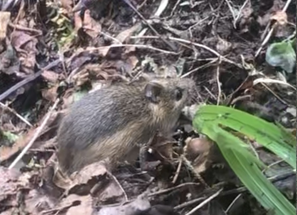 Pacific Jumping Mouse from Siuslaw National Forest, Swisshome, OR, US ...