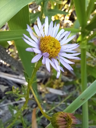 Palos Verdes Daisy (Erigeron palosverdensis) · iNaturalist