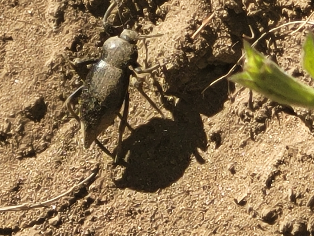 Eleodes acuticauda from Julian, CA 92036, USA on May 10, 2022 at 04:00 ...