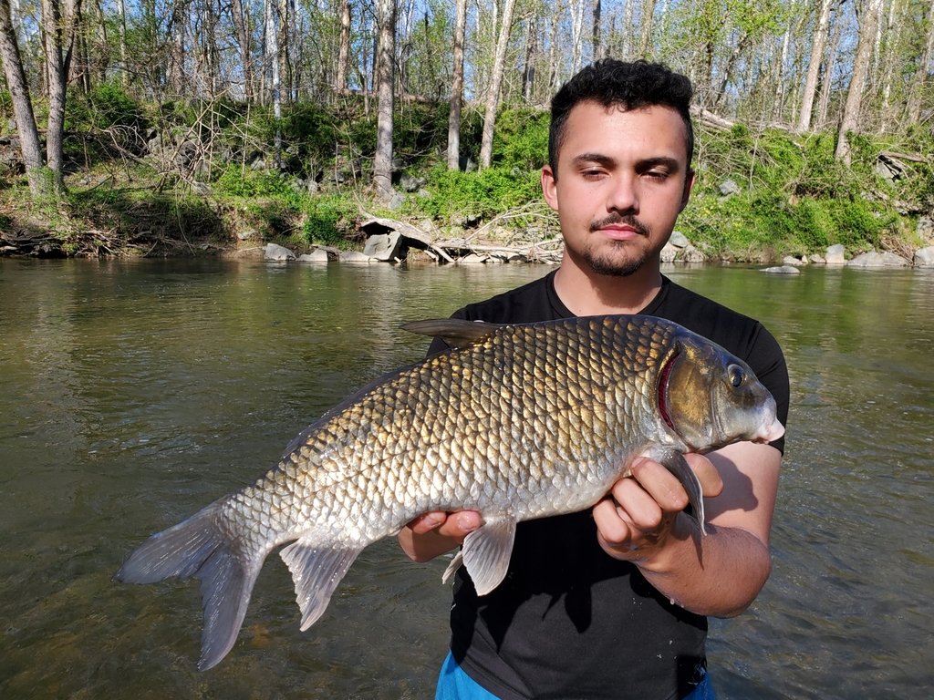 Quillback from HVRE DE GRACE, MD 21078, USA on April 24, 2022 at 04:59 ...