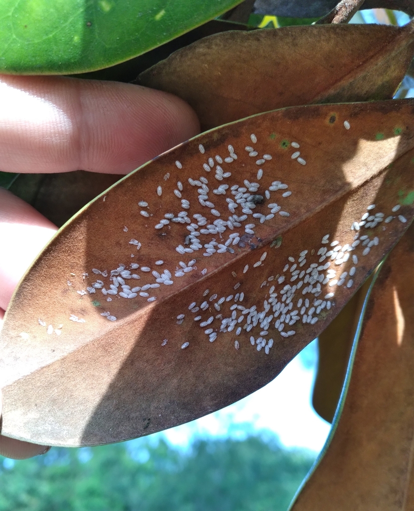 Tulip Tree Scale from FERNANDINA, FL 32034, USA on May 10, 2022 at 07: ...