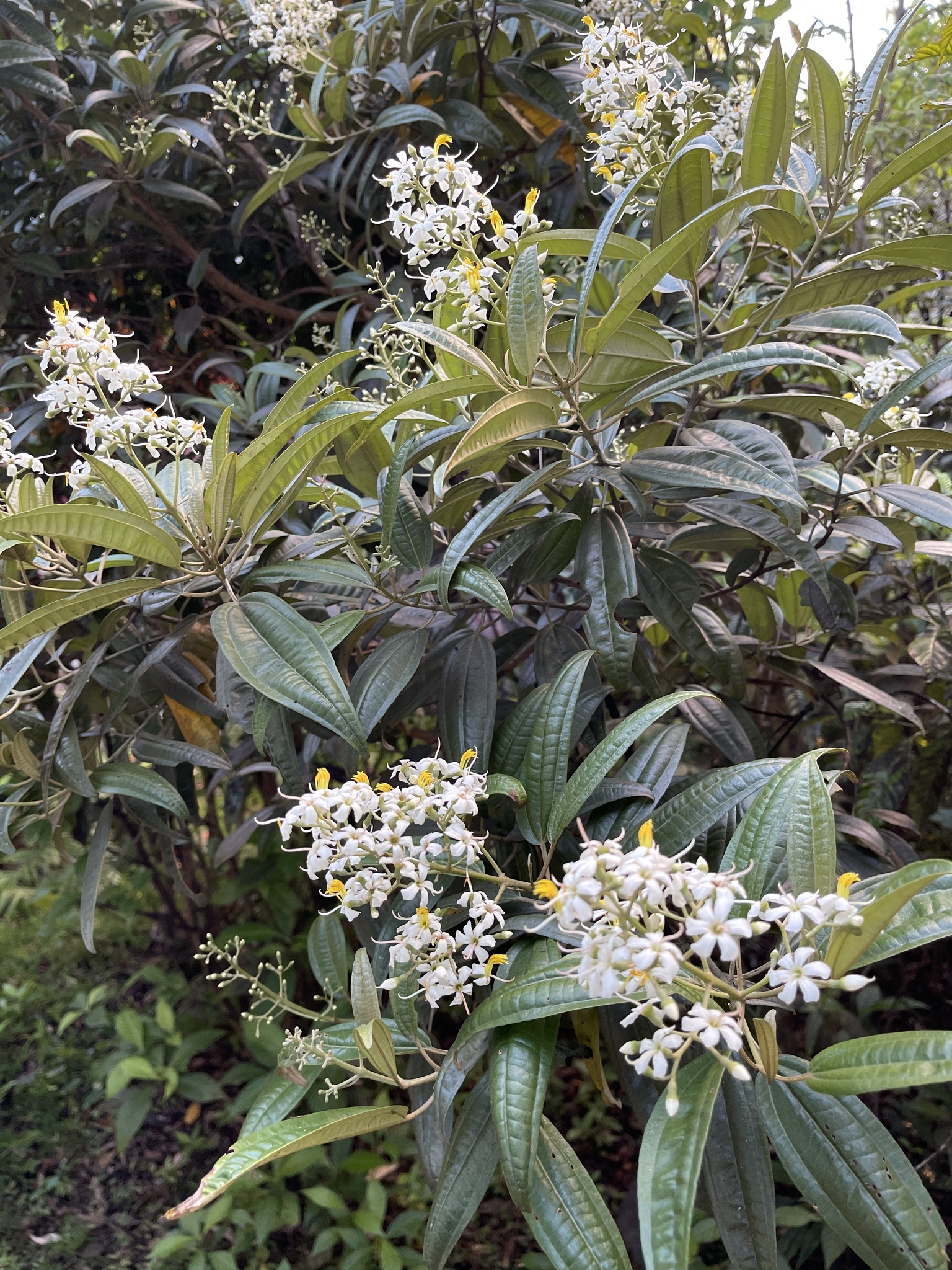 Miconia bicolor (Mill.) Triana