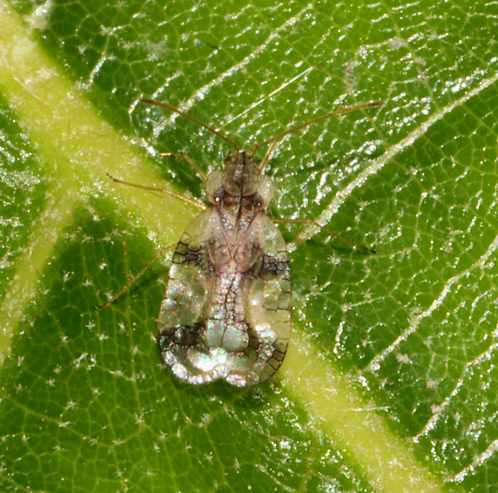 Stephanitis pyrioides (Scott, 1874)