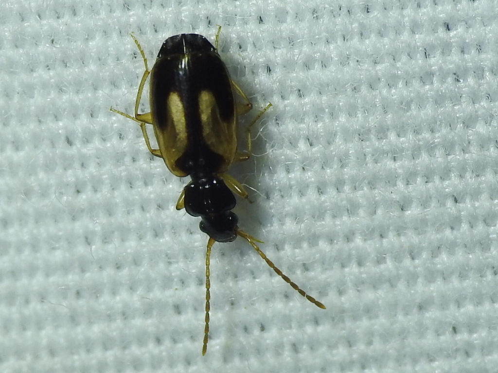 Axinopalpus biplagiatus from Edwards County, TX, USA on May 7, 2022 at ...