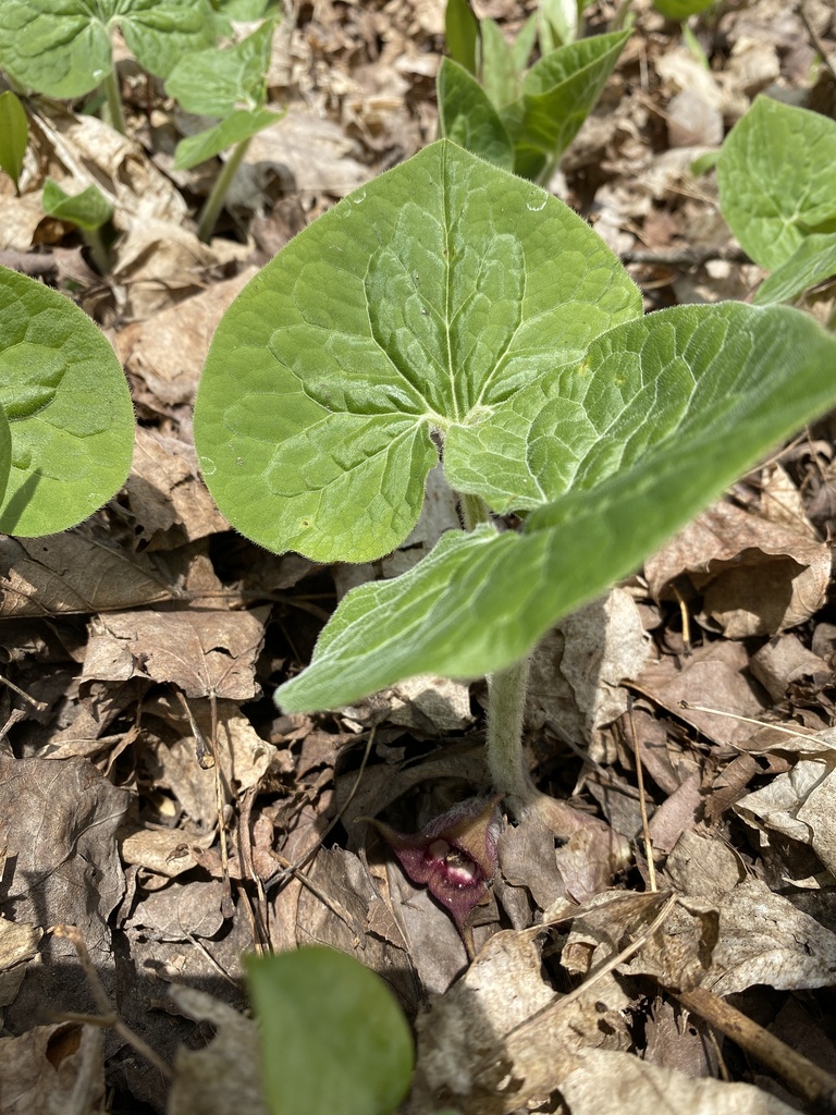 Canadian wild ginger from Terra Cotta Conservation Area, Halton Hills ...