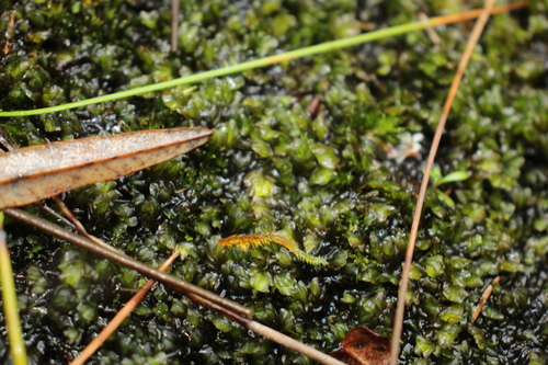 Jackiella curvata · iNaturalist