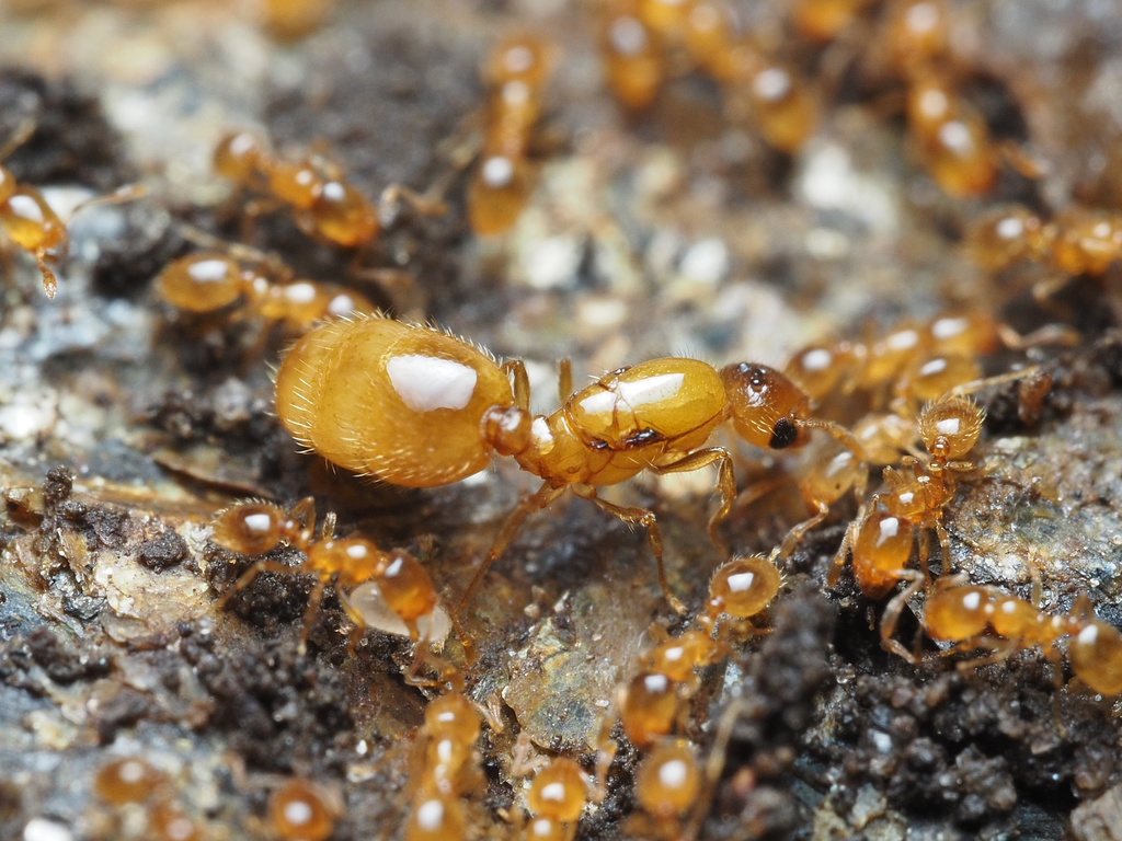 Carolina Thief Ant (Ants of Virginia) · iNaturalist