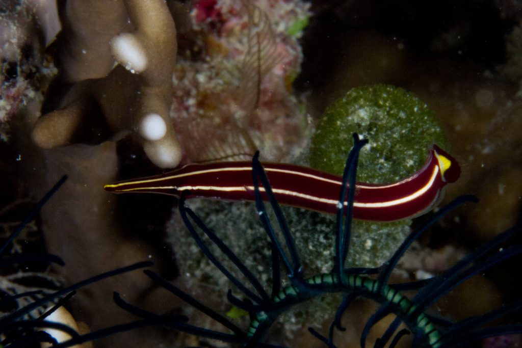 Striped Clingfish on March 9, 2012 at 05:44 PM by Mark Rosenstein ...