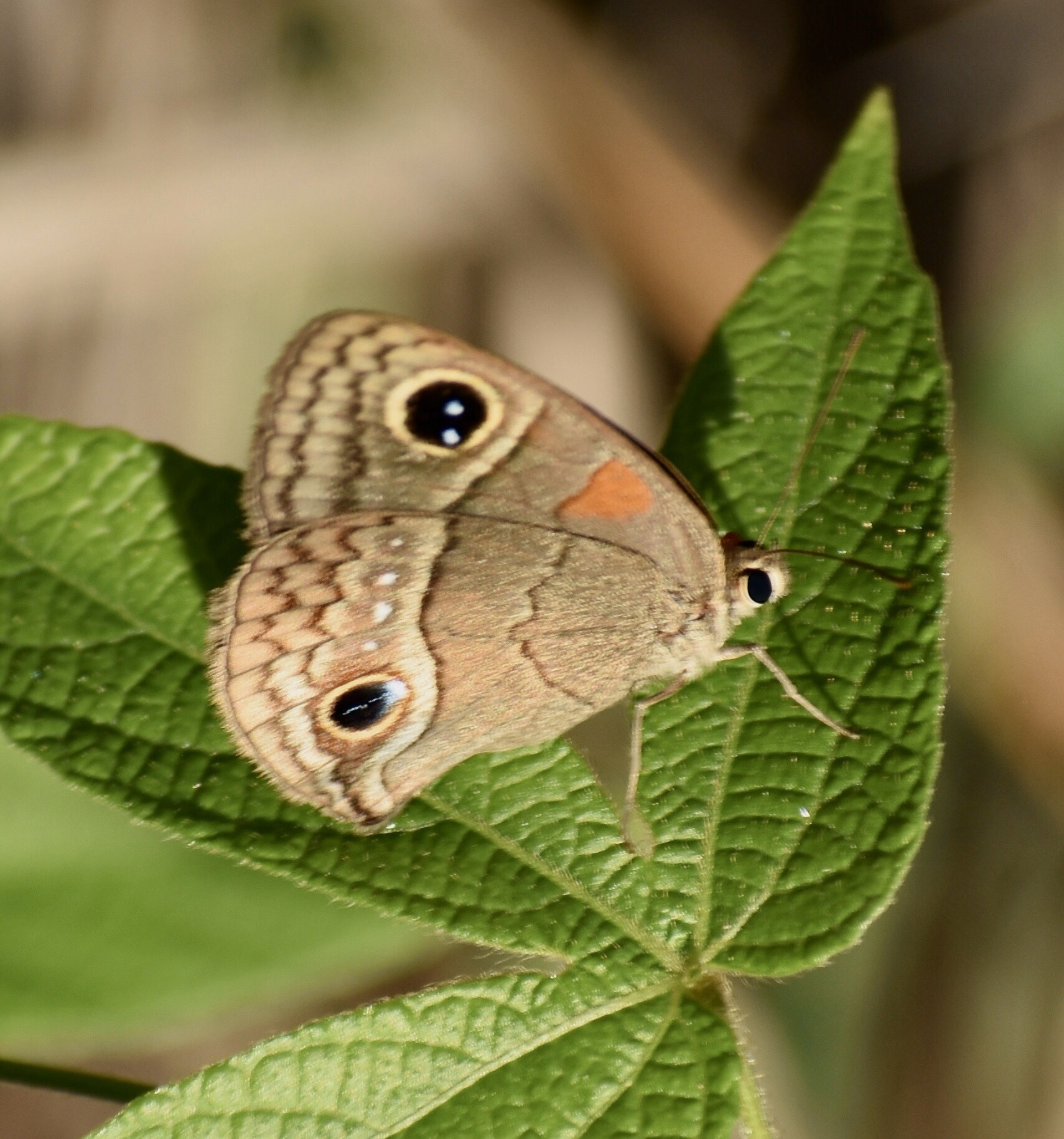 Calisto herophile Hübner, 1823