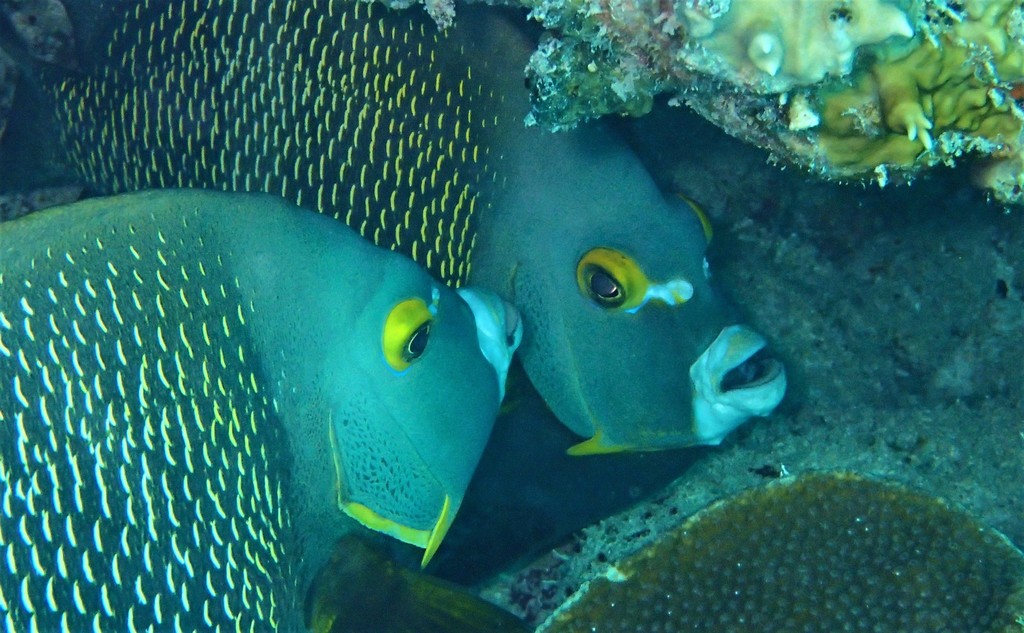 French Angelfish from Punta Herrero, Quintana Roo on March 21, 2014 at ...