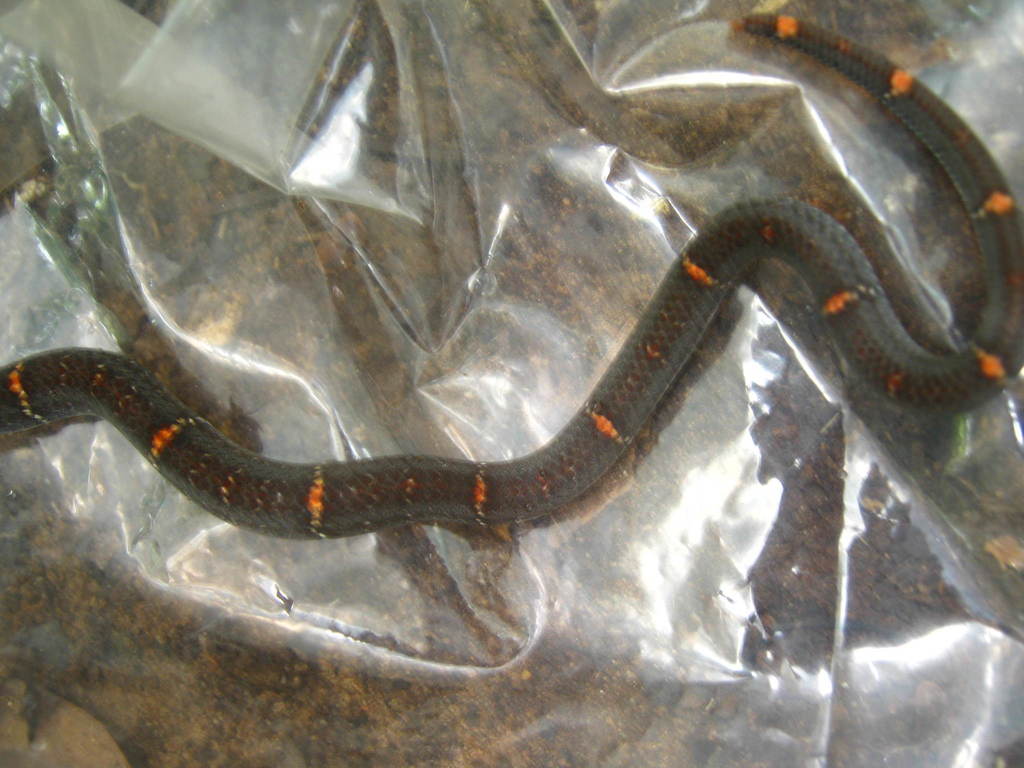 Annam kukri snake from Veal Veaeng, Cambodia on May 02, 2012 at 11:07 ...