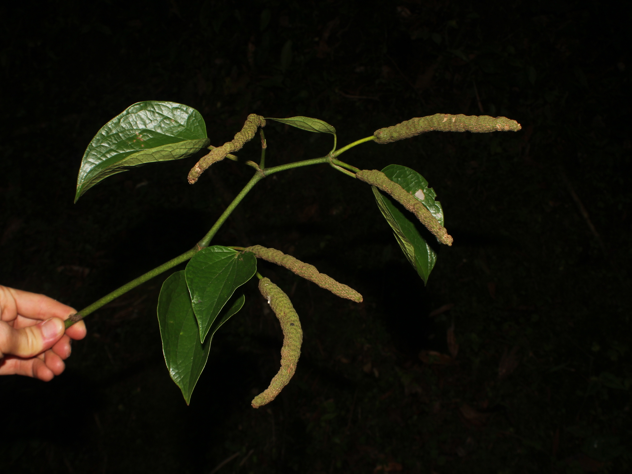 Manekia naranjoana (C.DC.) Callejas