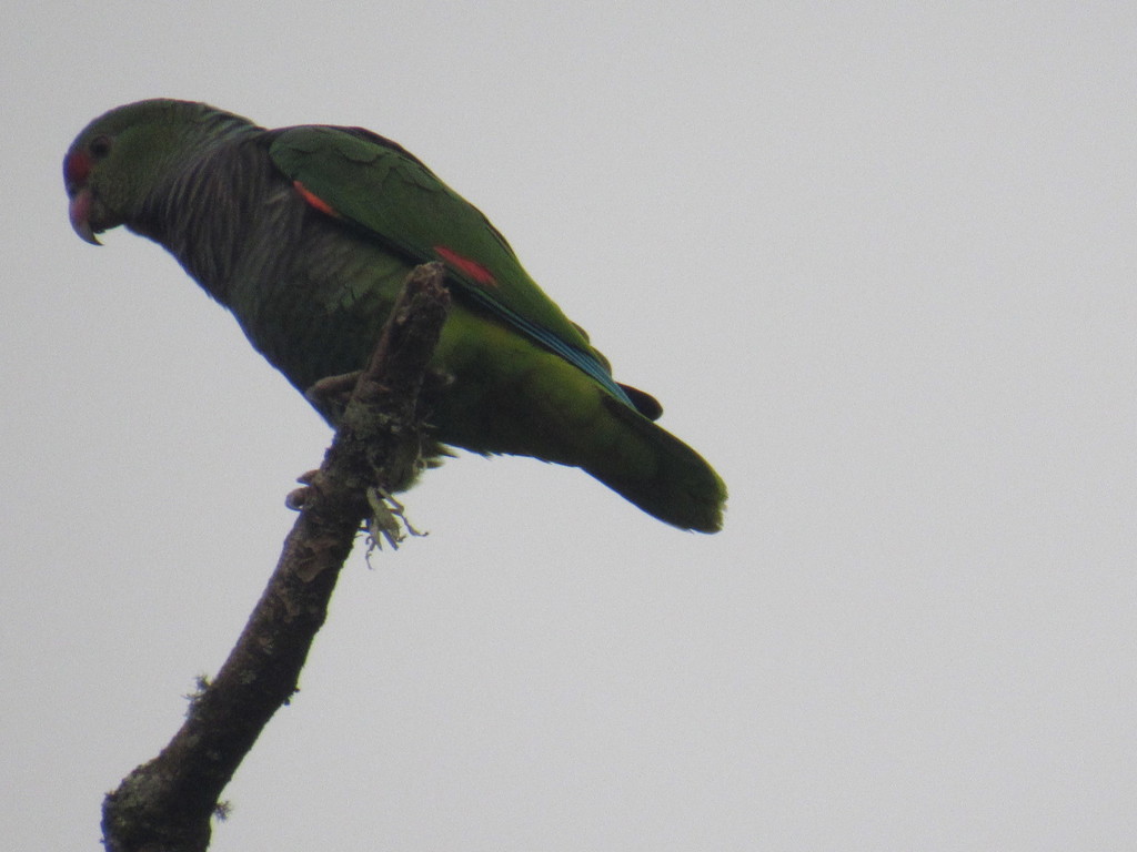 Vinaceous-breasted Parrot in September 2016 by roberto_richard ...