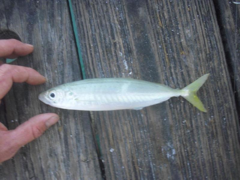 (Decapterus) - Marine Life Identification