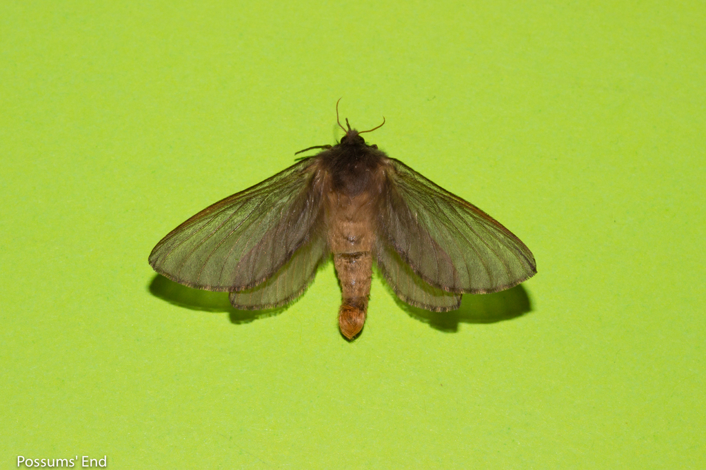 Winter Ghost Moth from St Clair, Dunedin 9012, New Zealand on May 11 ...