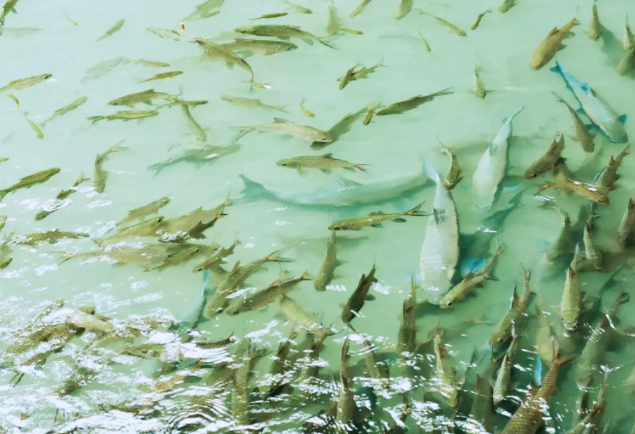 Neolissochilus baoshanensis from Xishuangbanna Dai, CN-YN, CN on May 10 ...