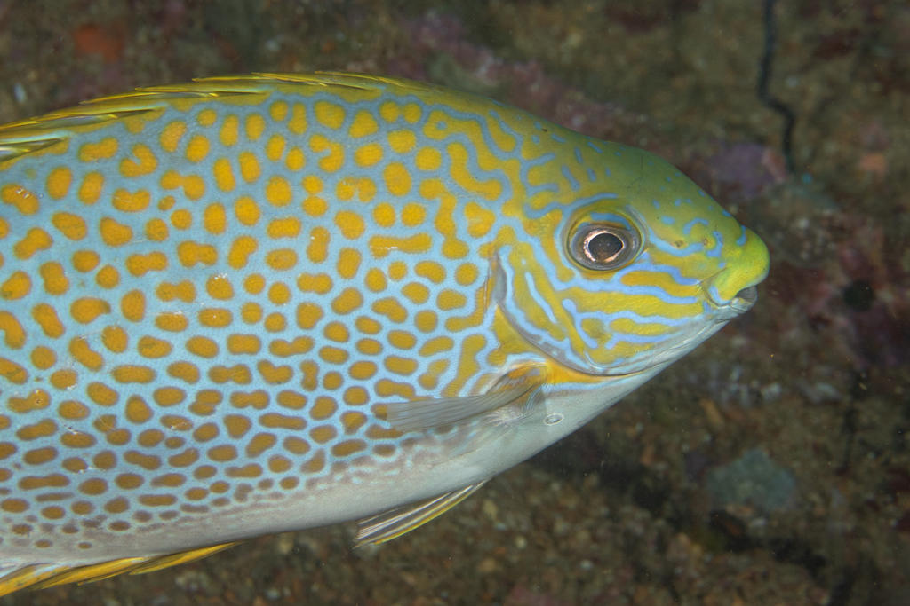 Golden Rabbitfish (Siganus guttatus) - Marine Life Identification