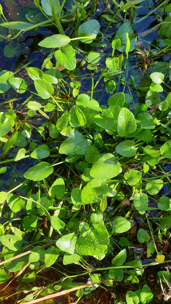 Lesser Spearwort from Inchbonnie, New Zealand on May 11, 2022 at 01:40 ...