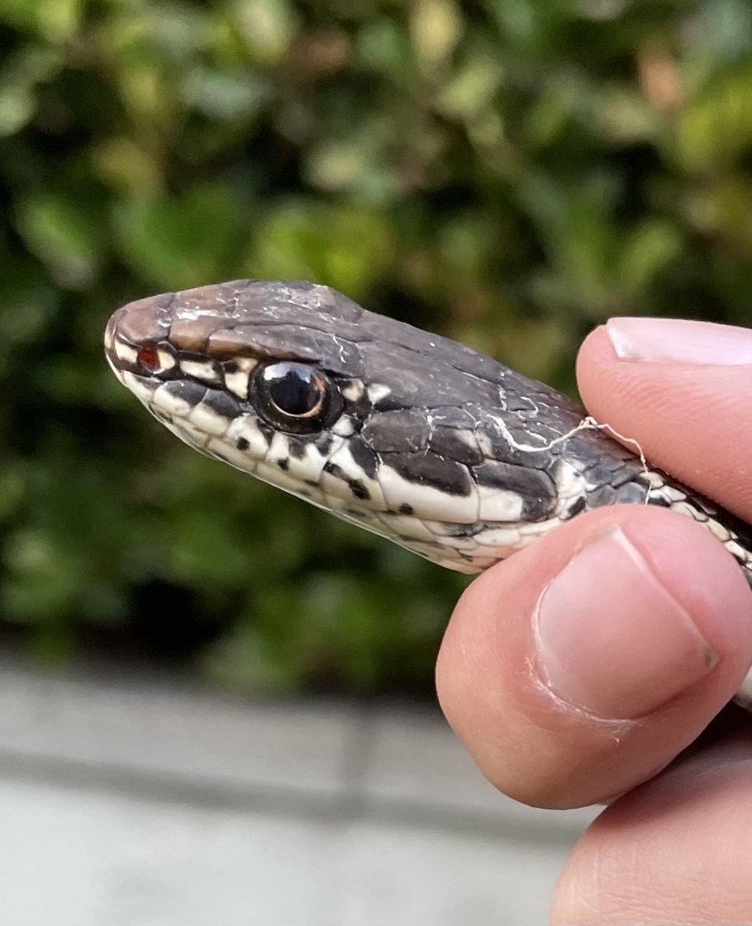 California Striped Racer in May 2022 by hsug1747. Being attacked by ...