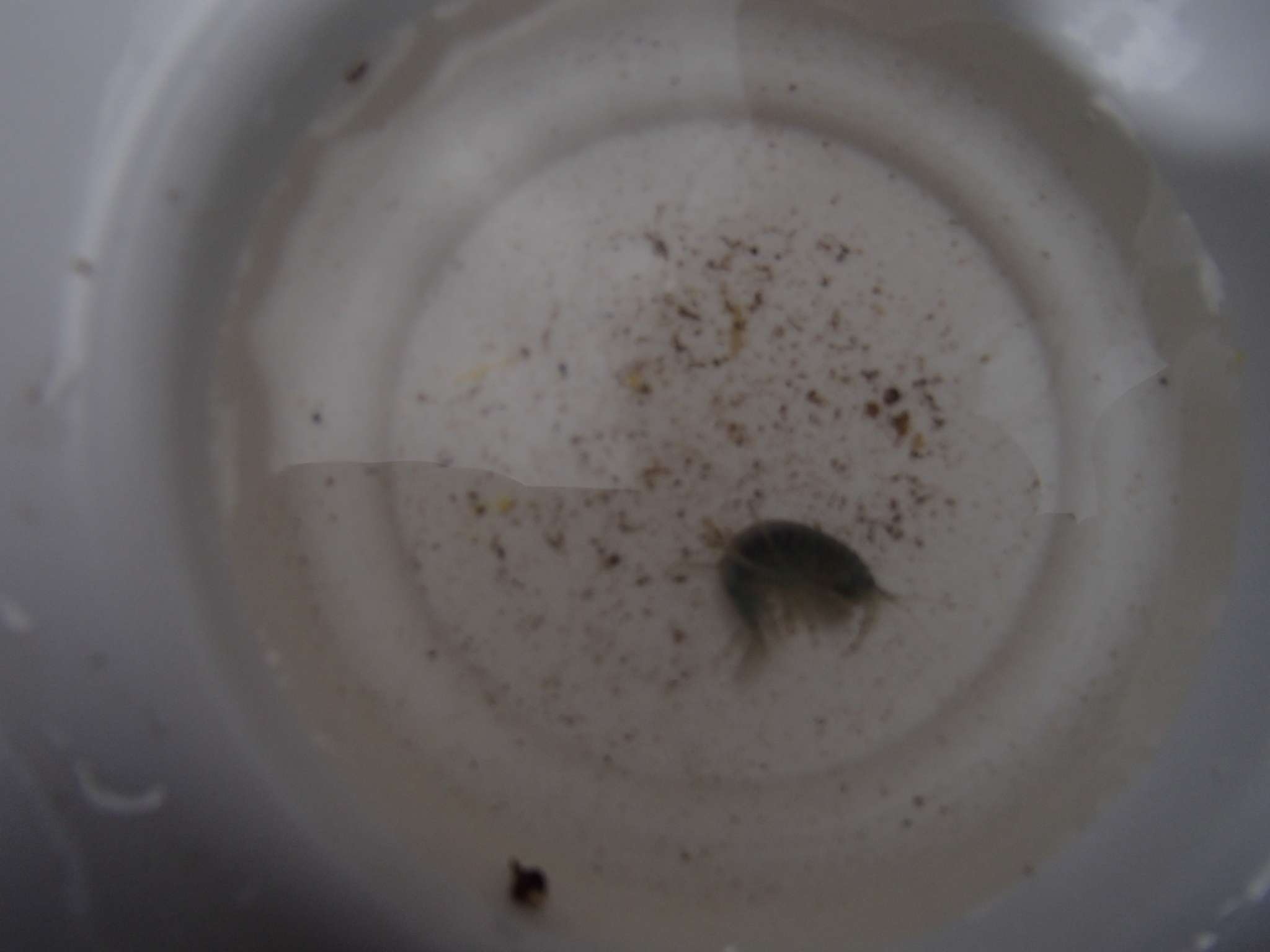 Gammarus lacustris G.O.Sars, 1863